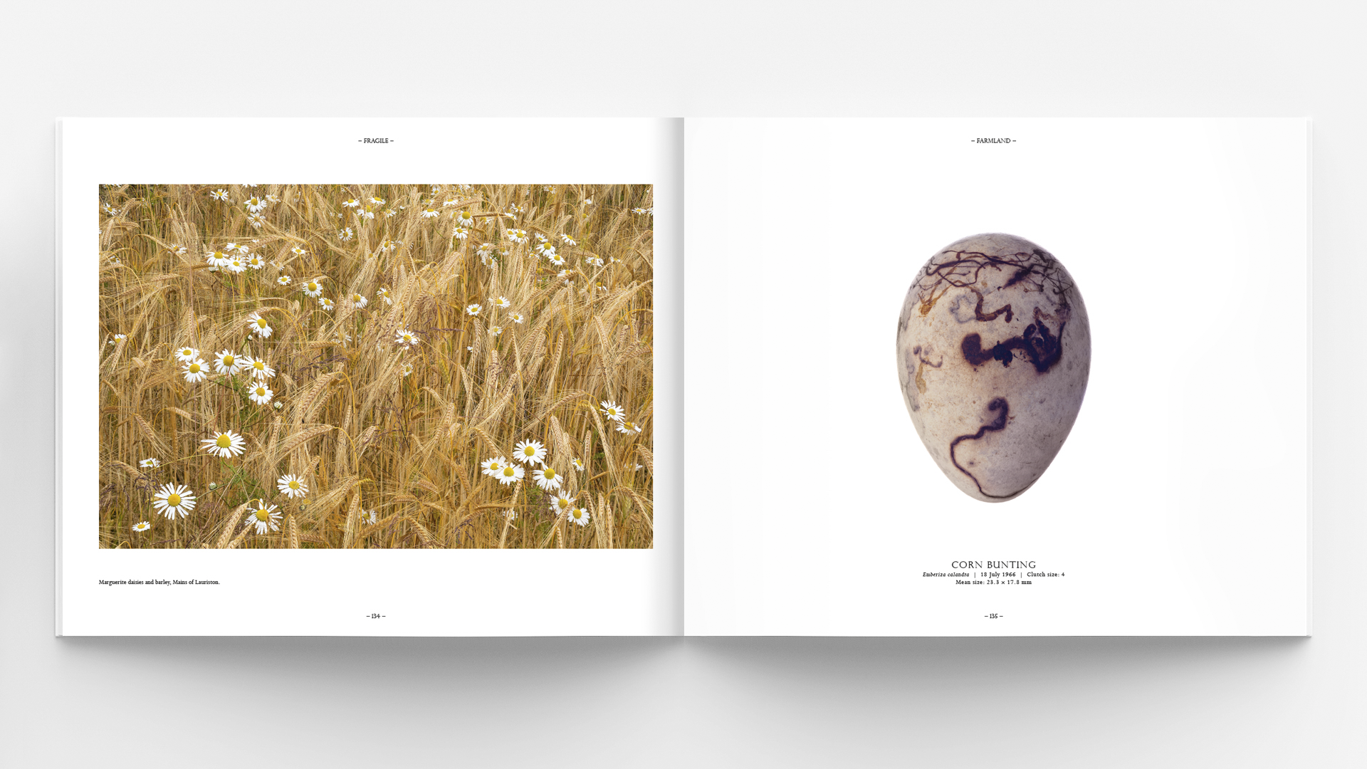 Fragile - Birds, Egg and Habitats