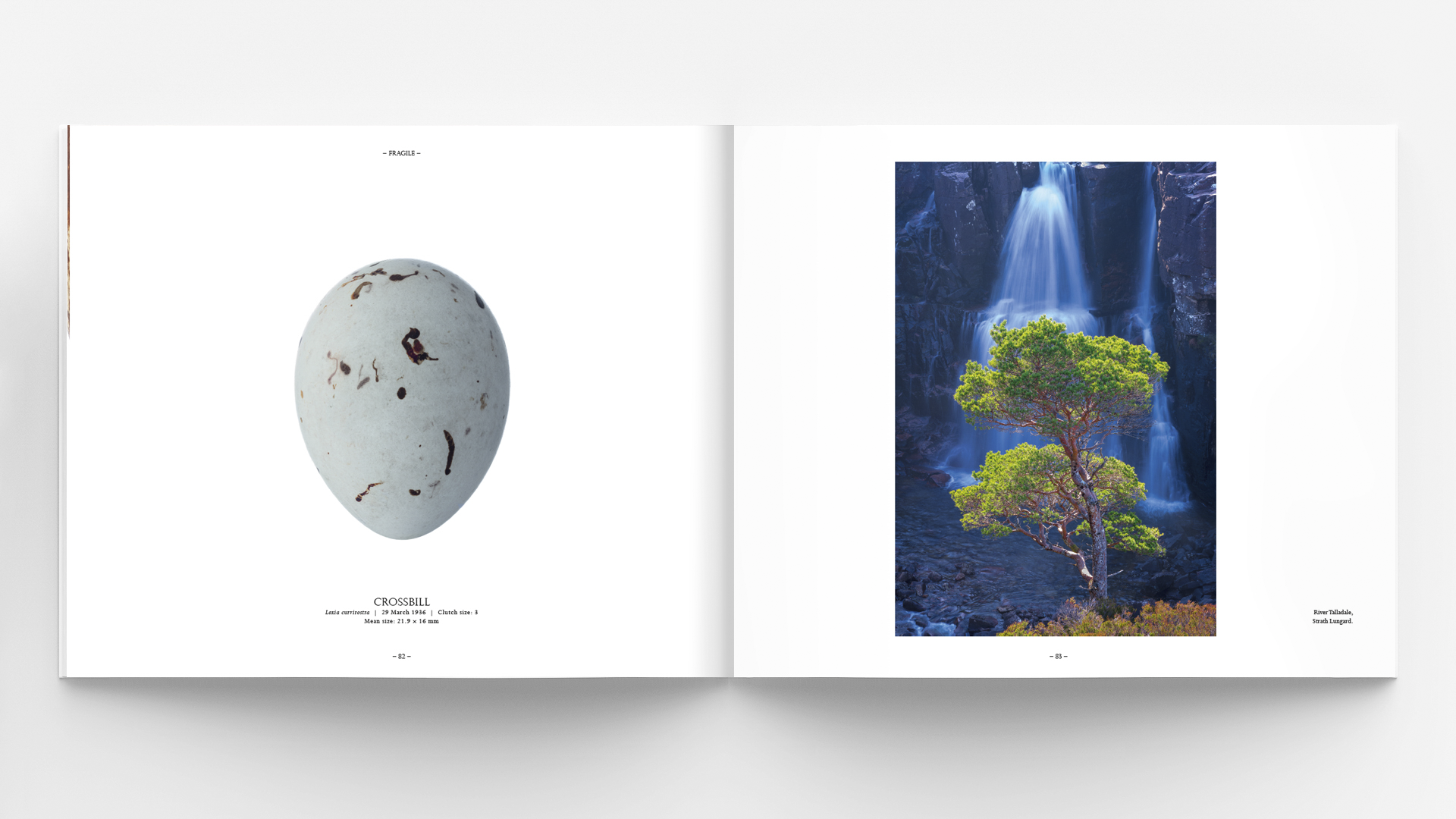 Fragile - Birds, Egg and Habitats