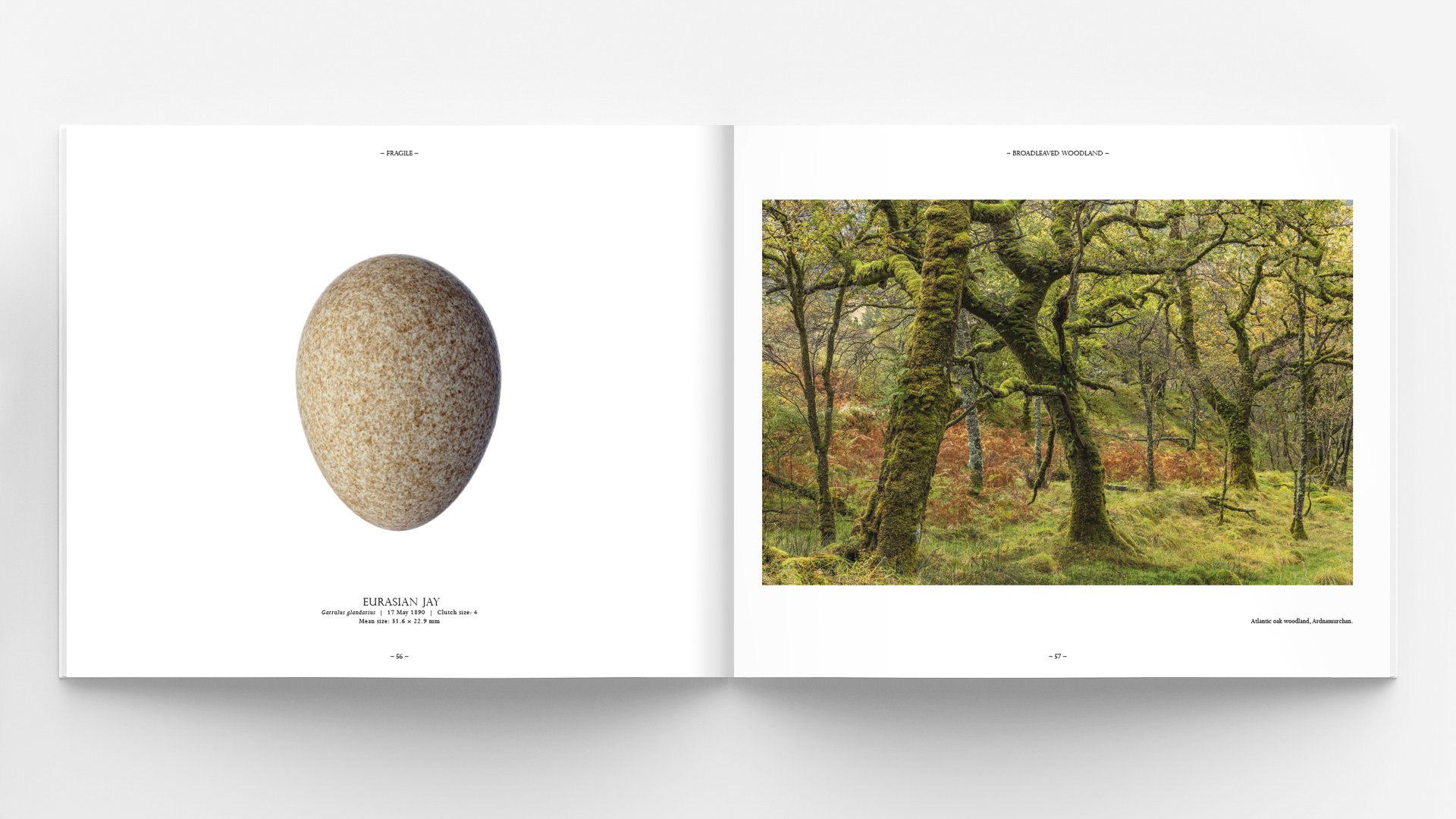 Fragile - Birds, Egg and Habitats